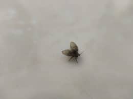 Tiny Black Bugs In Bathroom: The Simplest Ways To Destroy Them