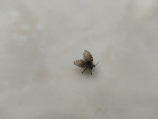 Tiny Black Bugs In Bathroom: The Simplest Ways To Destroy Them