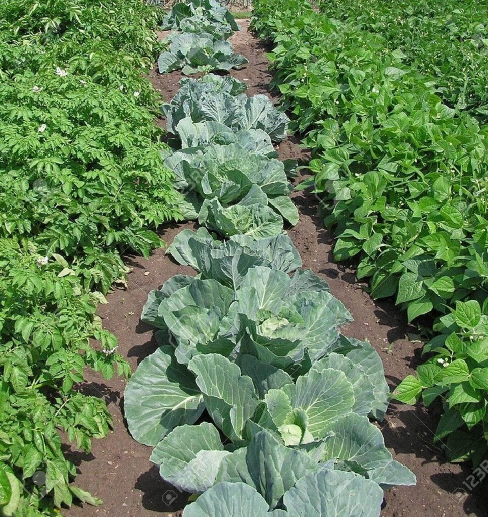 8 Best Companion Plants to Grow with Potatoes