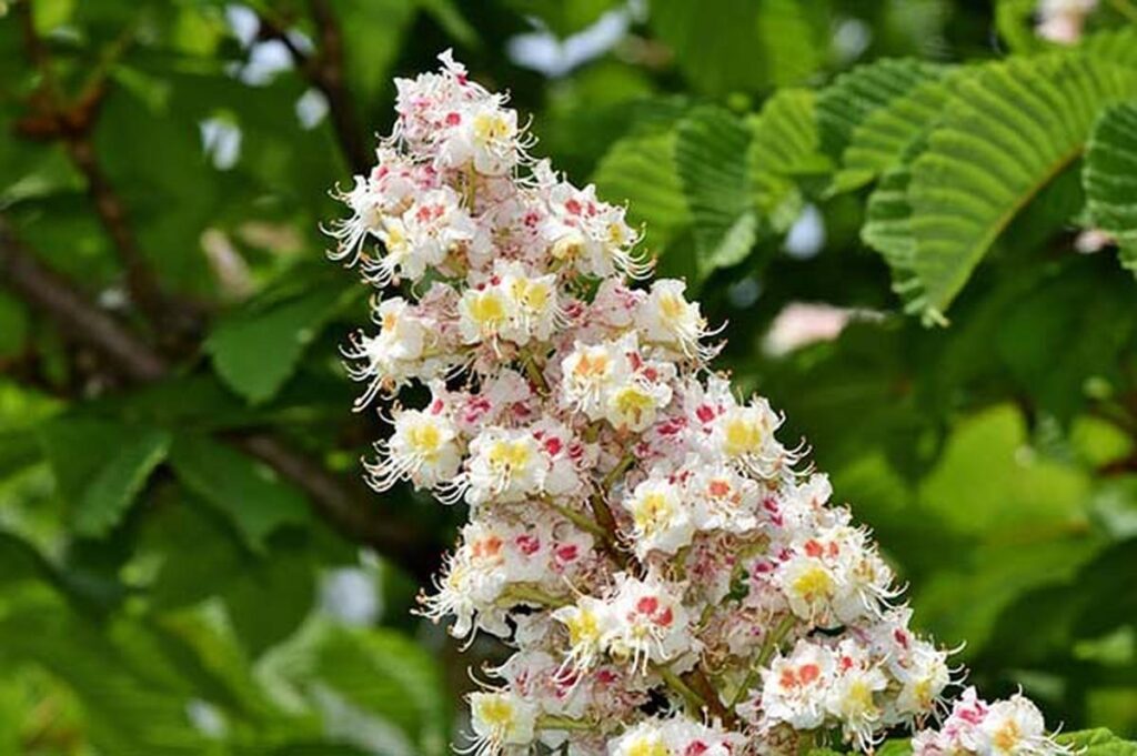 15 Amazing Flowering Spring Trees for Your Yard