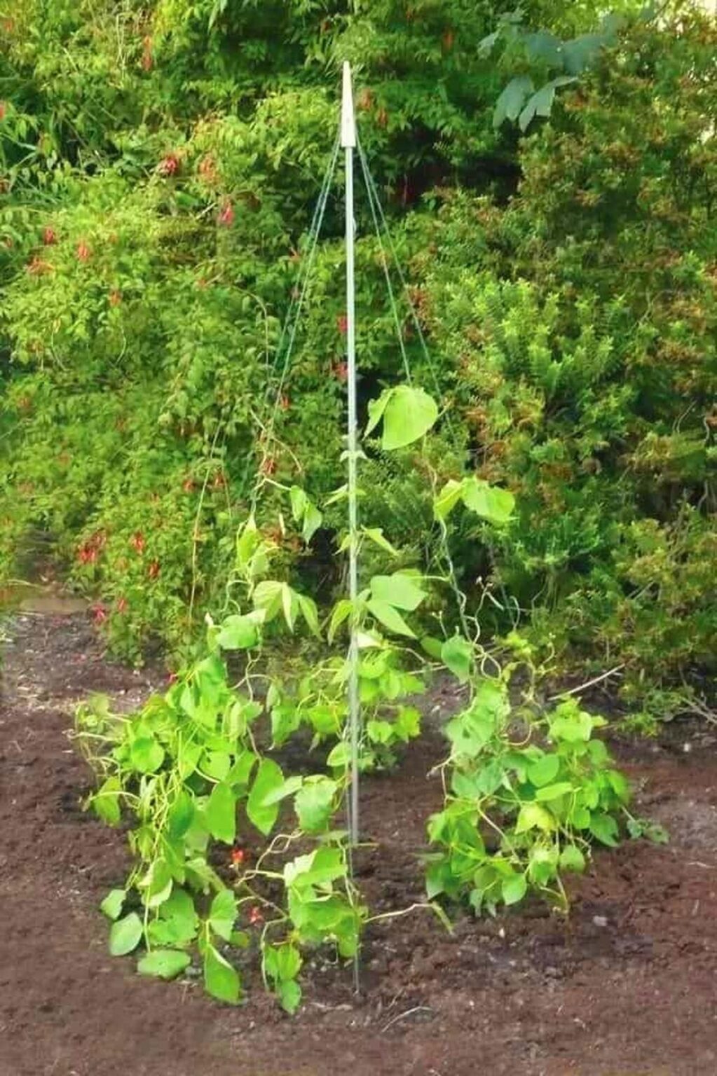 28 Easy DIY Pea Trellises for Better Harvests