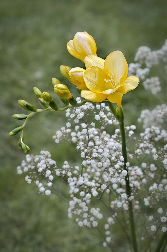 35 Lovely Yellow Flowers to Brighten Your Garden