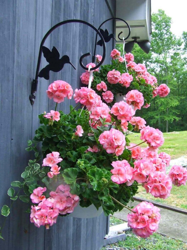 34 Inspiring Geranium Landscapes for a Flowering Garden