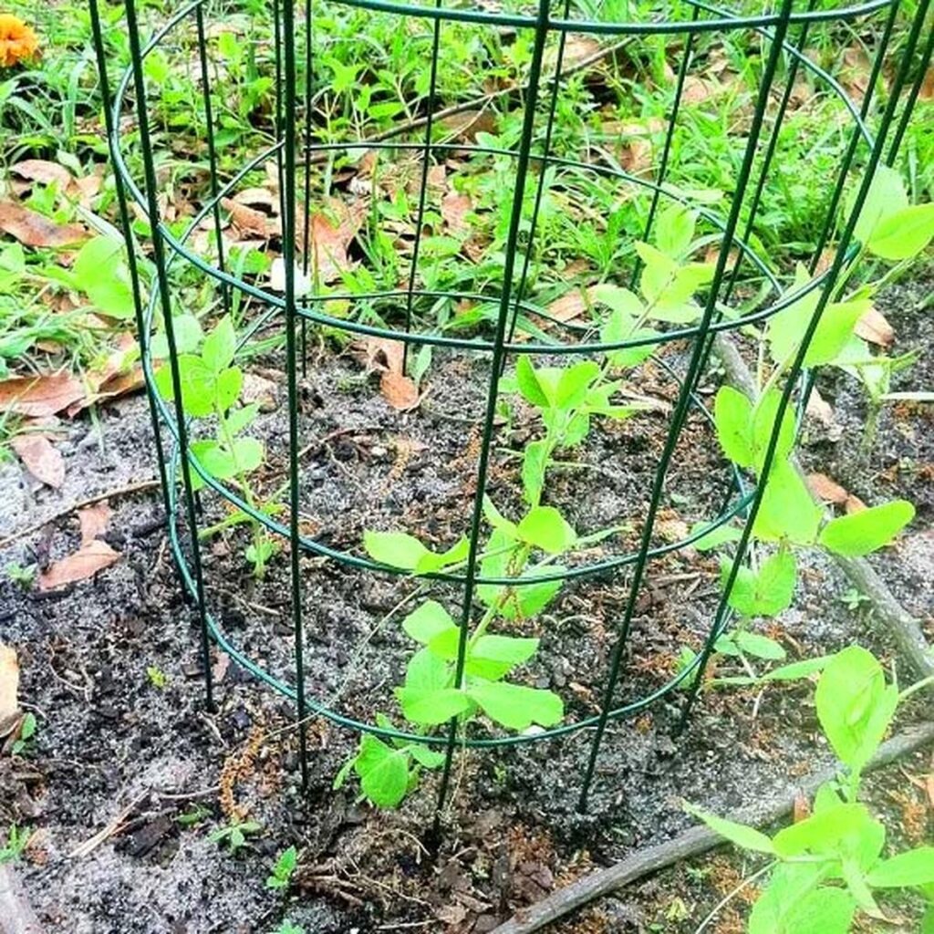 28 Easy DIY Pea Trellises for Better Harvests