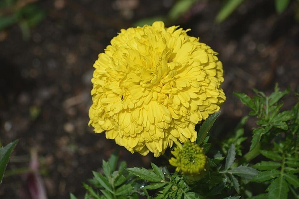 35 Lovely Yellow Flowers to Brighten Your Garden