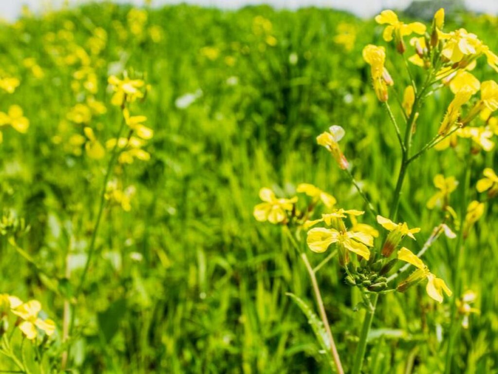 30 Yellow-Flowered Weeds and Control Guide