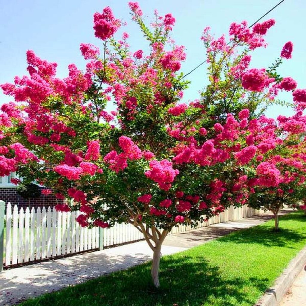 15 Amazing Flowering Spring Trees for Your Yard