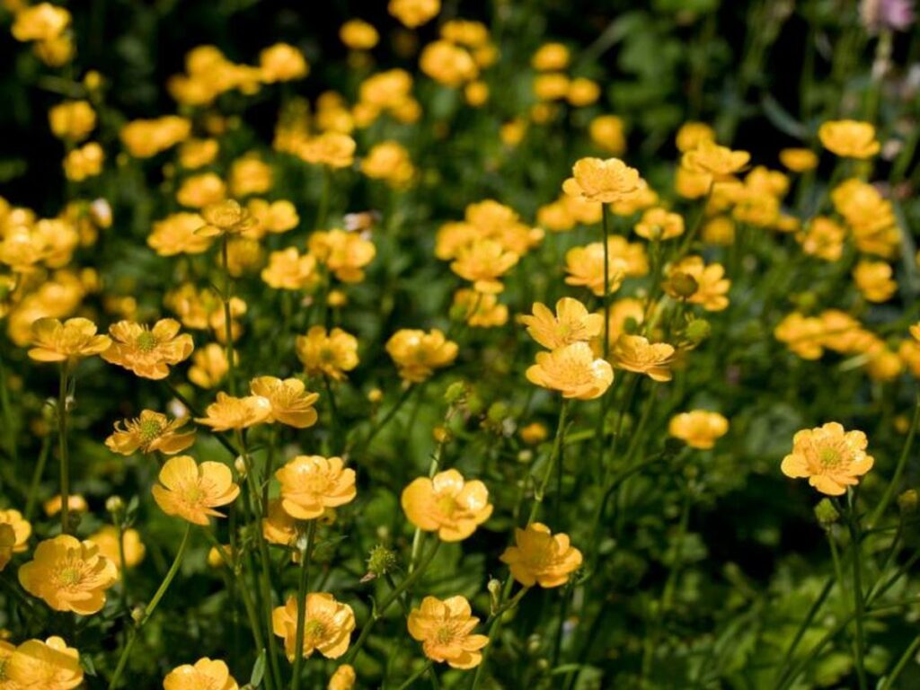 30 Yellow-Flowered Weeds and Control Guide