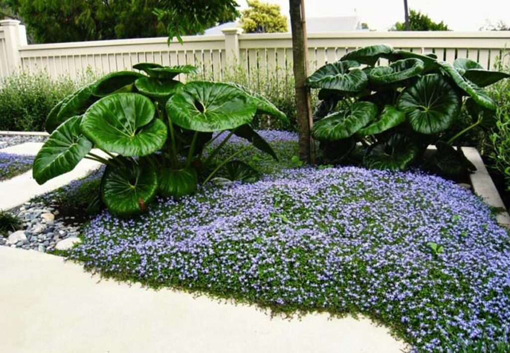 29 Beautiful Ground Covers That Thrive in Shade