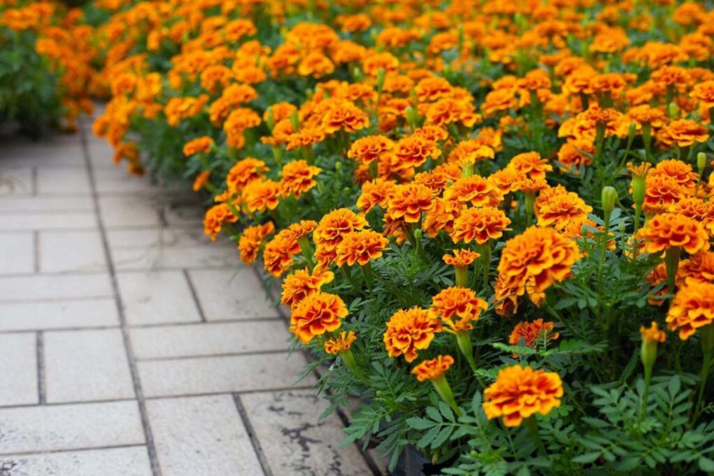 22 Amazing Orange Perennials for Your Garden