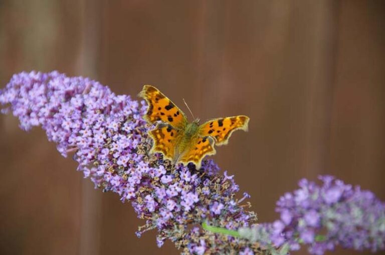 28 Best Butterfly Plants for a Garden Paradise