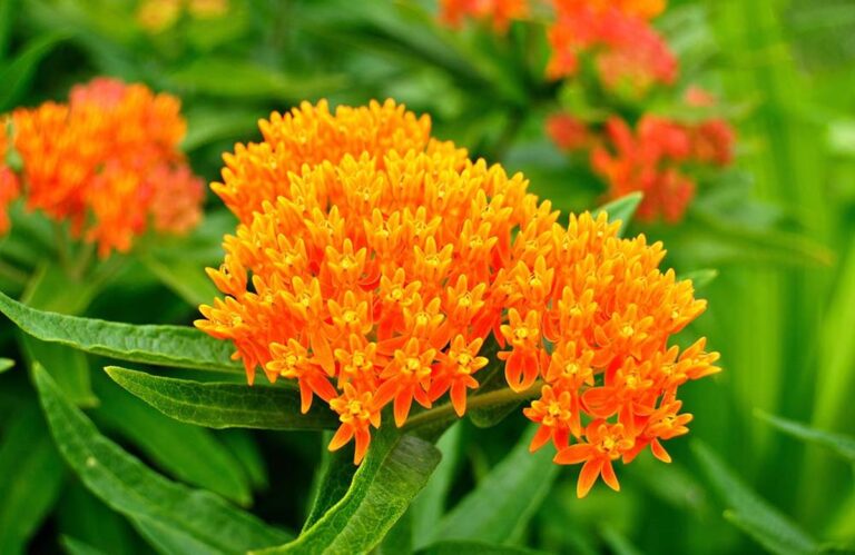 22 Amazing Orange Perennials for Your Garden