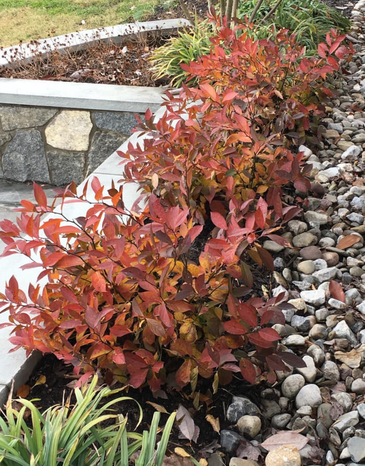 10 Colorful Plants to Brighten Up Your Fall Garden