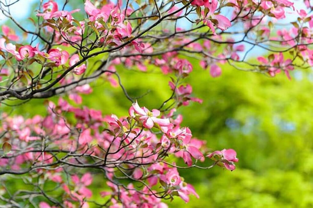 15 Amazing Flowering Spring Trees for Your Yard