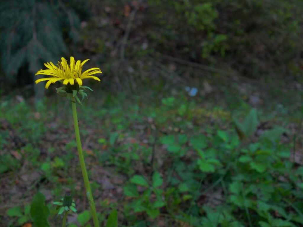 30 Yellow-Flowered Weeds and Control Guide