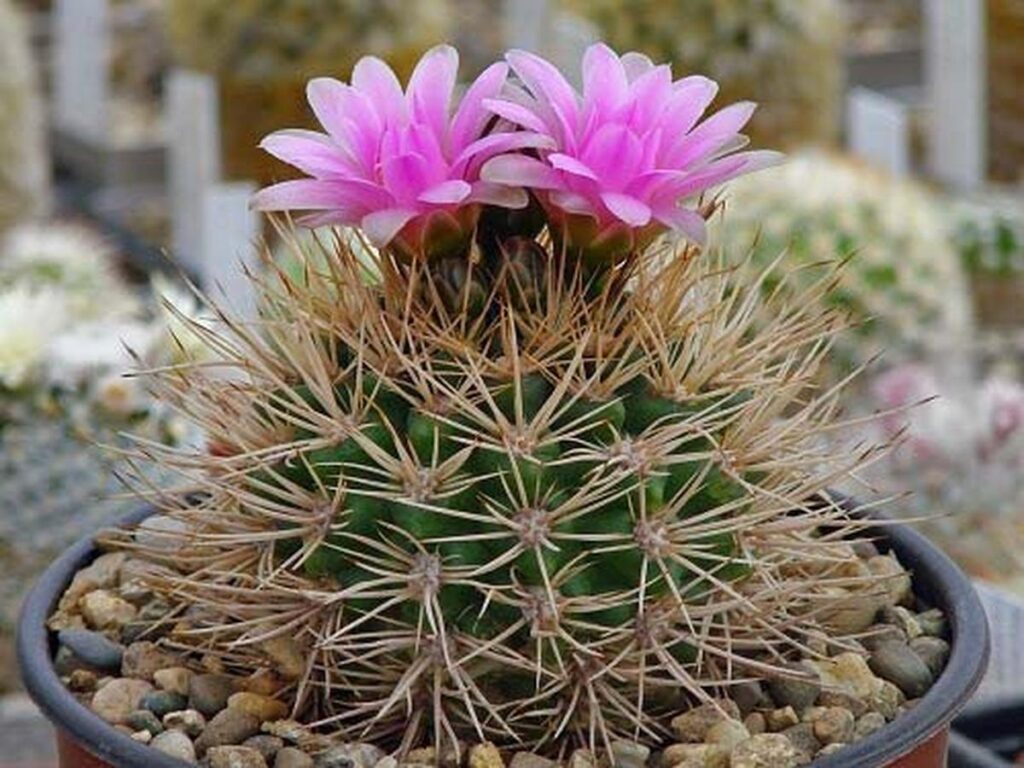 26 Best Flowering Cactus Plants for a Colorful Garden