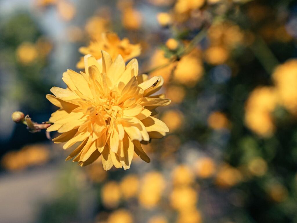20 Beautiful Shade-Loving Shrubs to Bring Life to Your Yard
