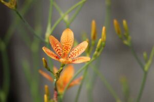 22 Amazing Orange Perennials for Your Garden