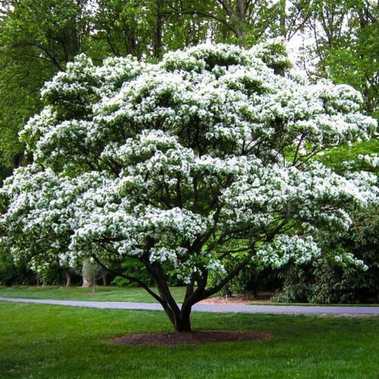 15 Amazing Flowering Spring Trees for Your Yard