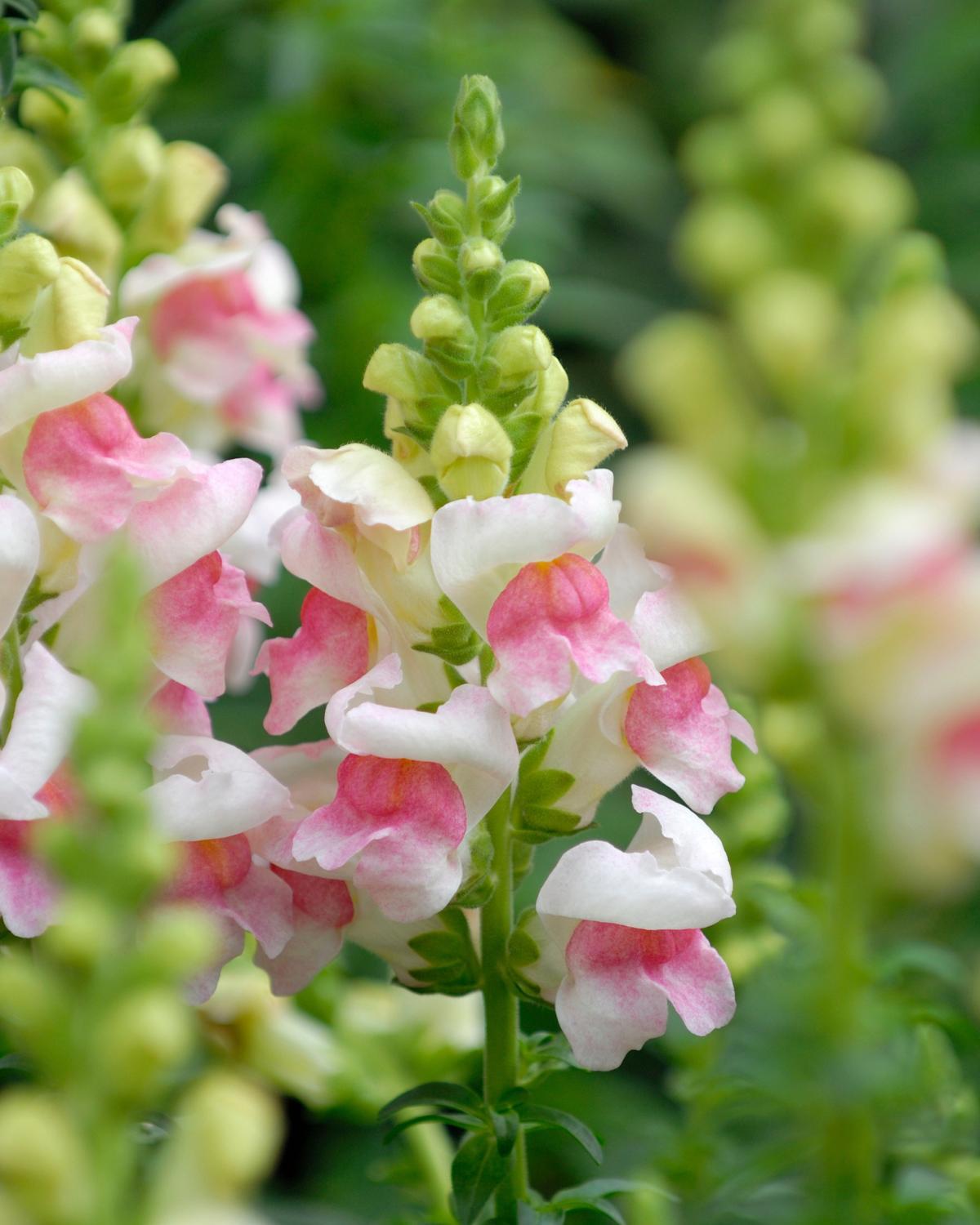 10 Top March Flowers for a Vibrant Garden Bloom
