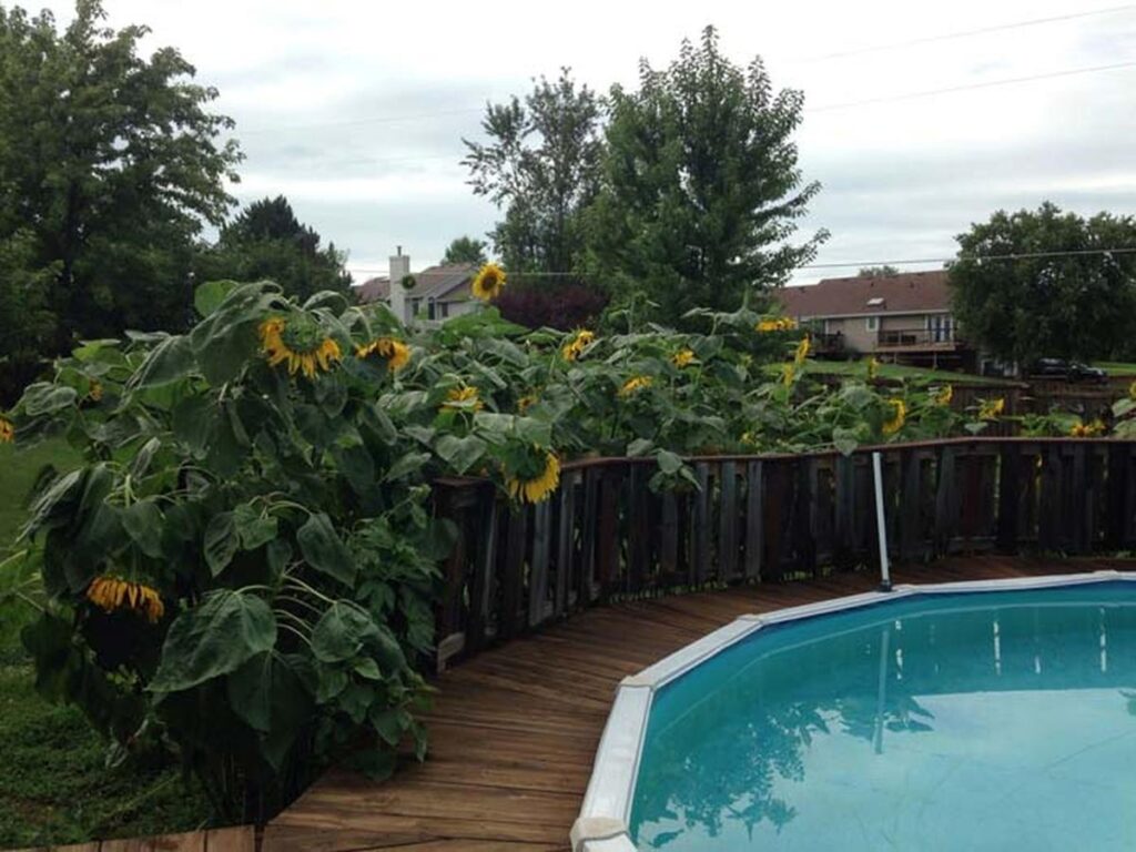 36 Sunflower Garden Ideas for Joyful Spaces