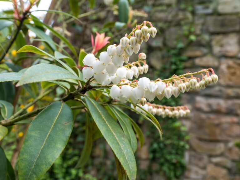 20 Beautiful Shade-Loving Shrubs to Bring Life to Your Yard