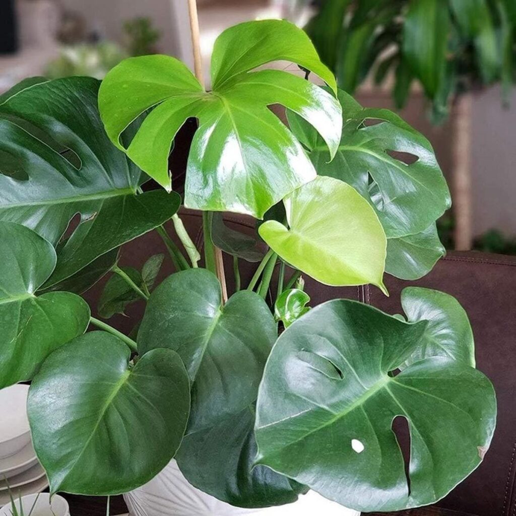 29 Stunning Indoor Plants That Grow Easily from Cuttings