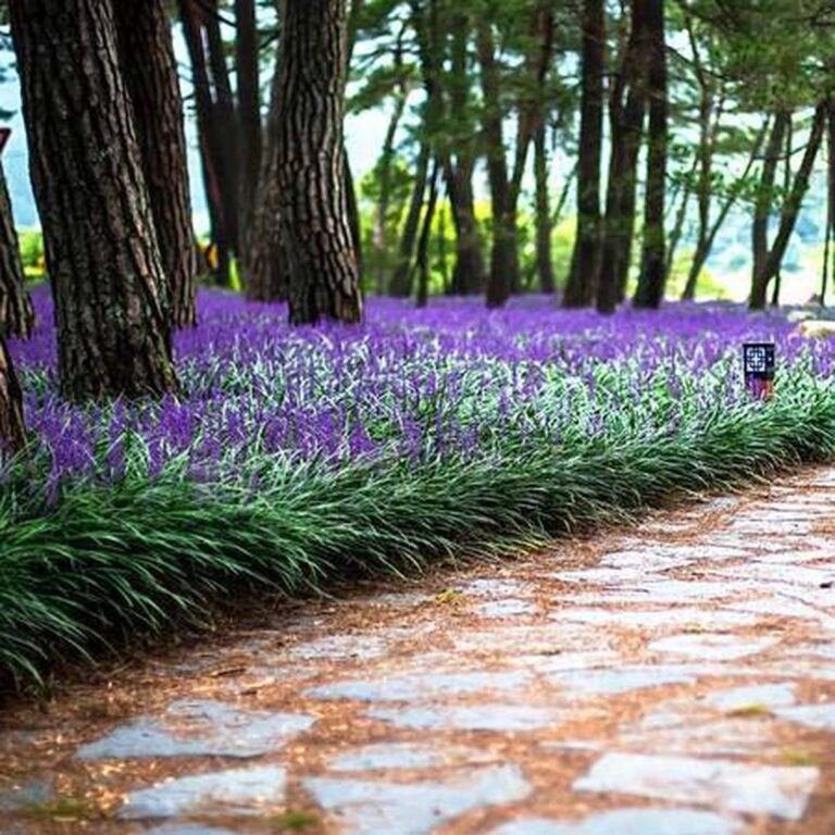 29 Beautiful Ground Covers That Thrive in Shade
