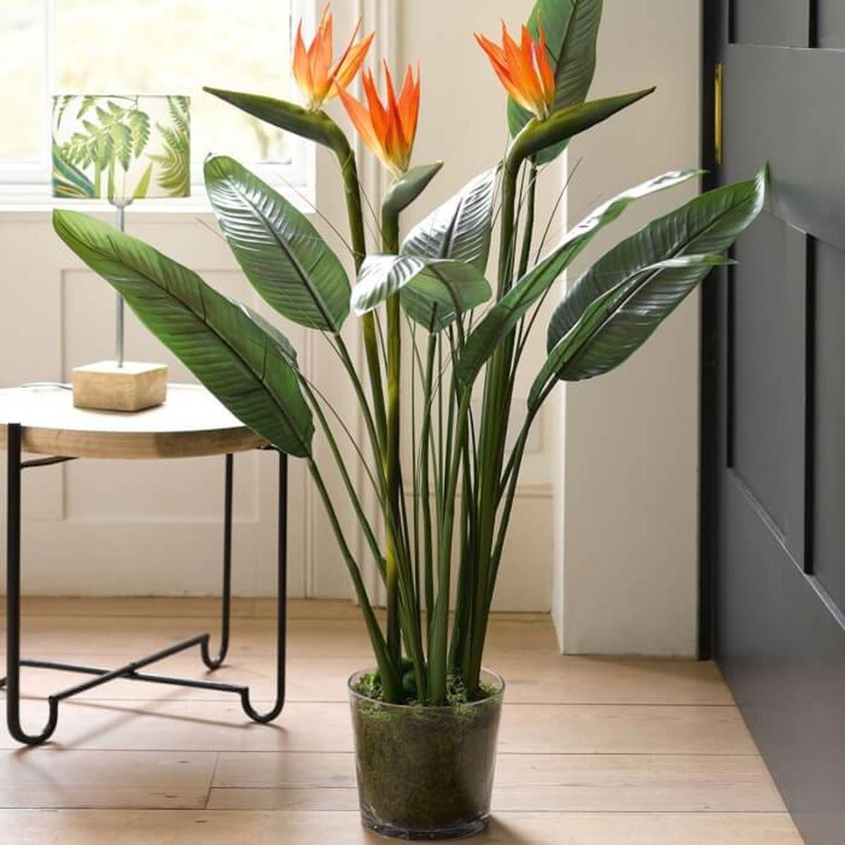 8 Beautiful Large Houseplants for Corner Spaces