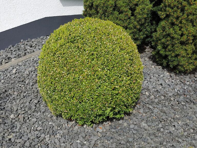 20 Beautiful Shade-Loving Shrubs to Bring Life to Your Yard