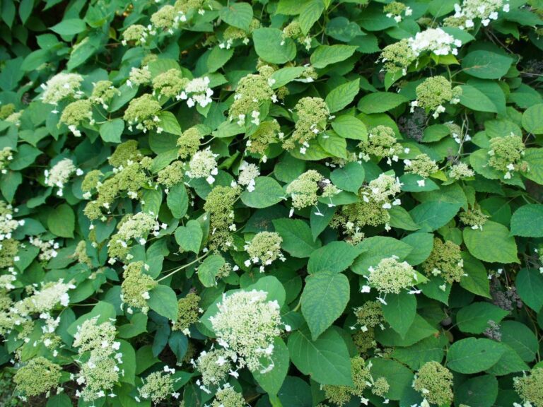 20 Beautiful Shade-Loving Shrubs to Bring Life to Your Yard