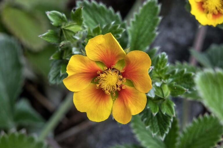 22 Amazing Orange Perennials for Your Garden