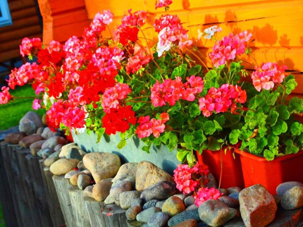 34 Inspiring Geranium Landscapes for a Flowering Garden
