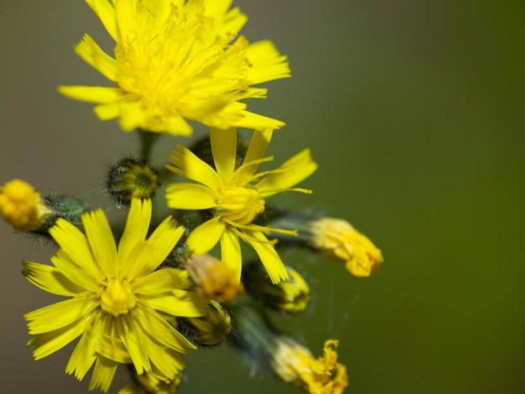 30 Yellow-Flowered Weeds and Control Guide