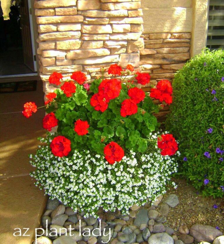 34 Inspiring Geranium Landscapes for a Flowering Garden