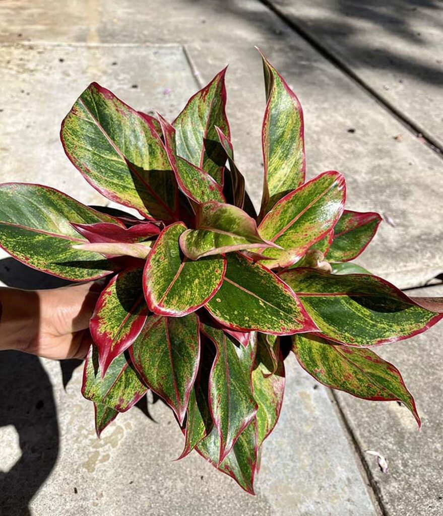 37 Stunning Aglaonema Types: Names and Photos Included