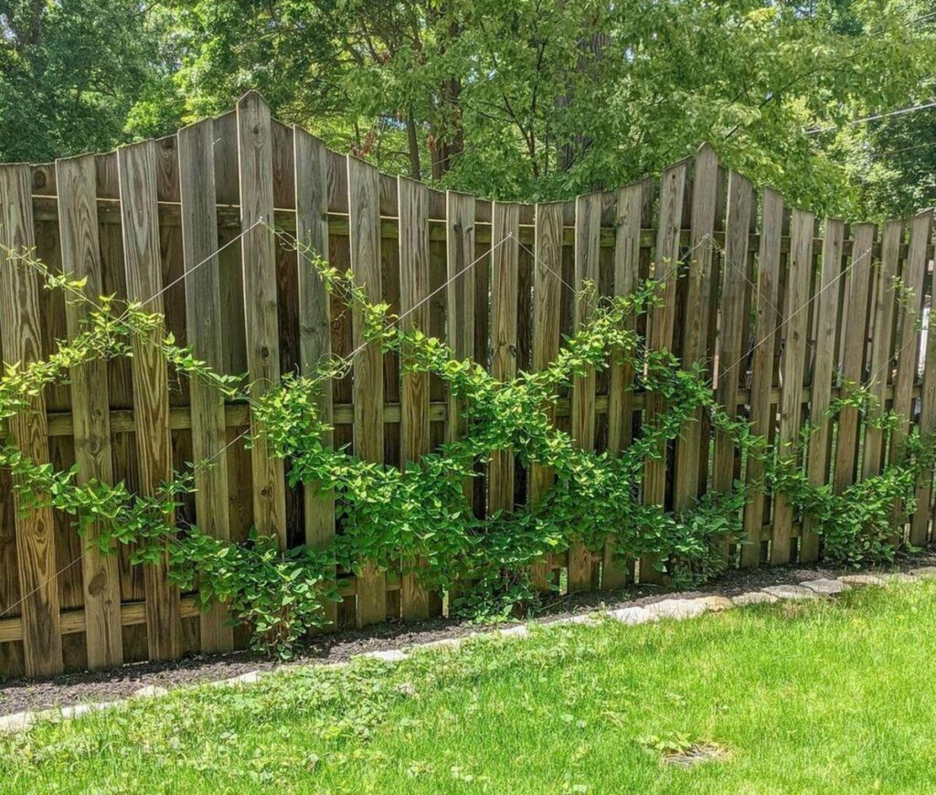 18 DIY Trellis Designs to Elevate Your Garden