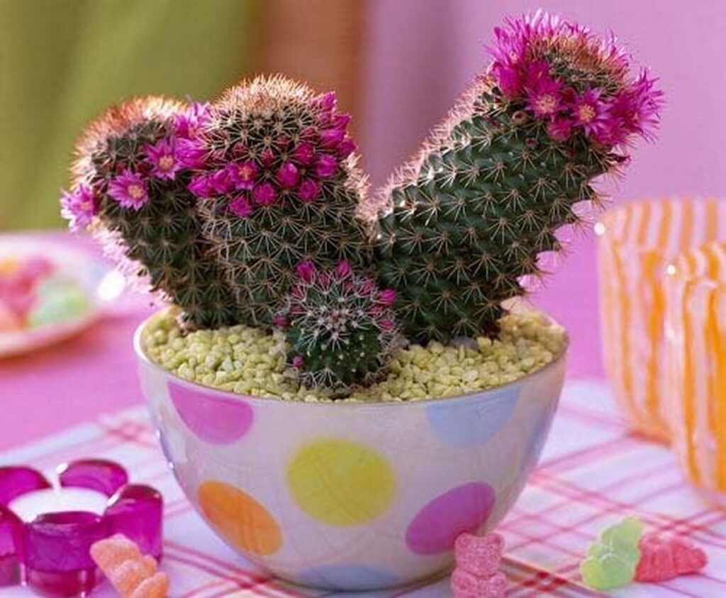 26 Best Flowering Cactus Plants for a Colorful Garden