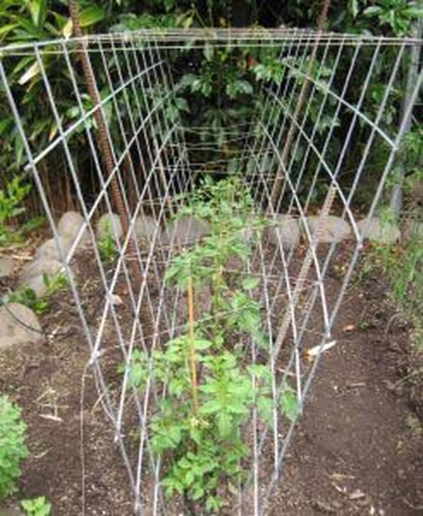 19 Best Plant Supports and Cages to Brighten Up Your Garden