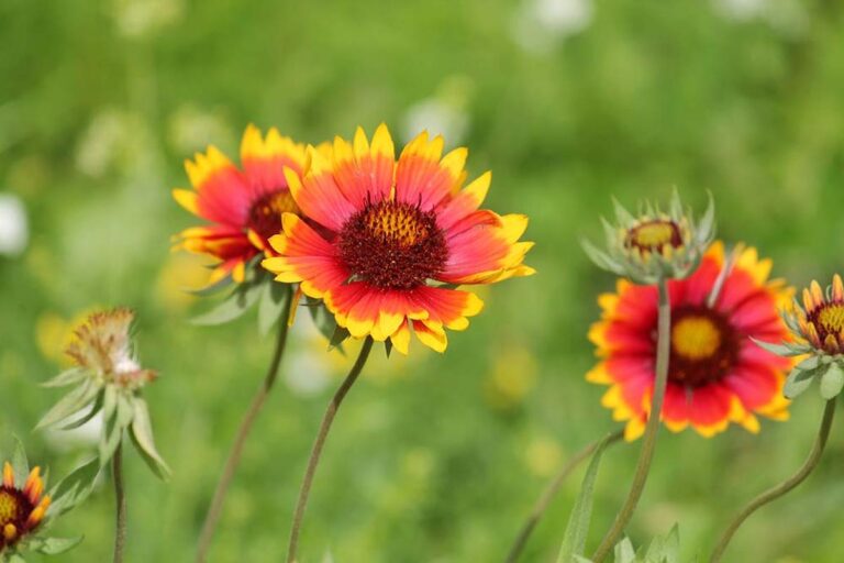 22 Amazing Orange Perennials for Your Garden