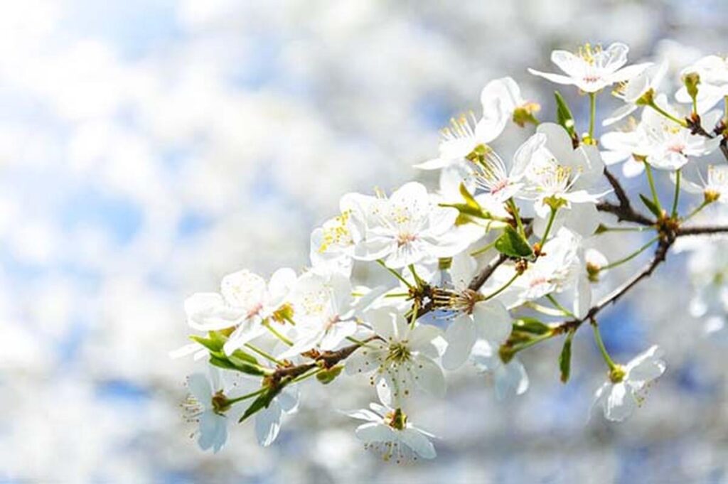 15 Amazing Flowering Spring Trees for Your Yard