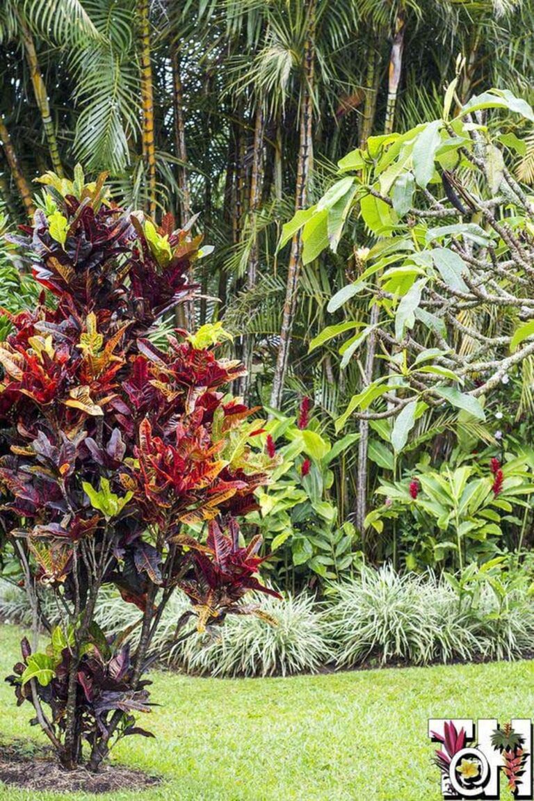 21 Dazzling Croton Landscaping Ideas for Every Garden