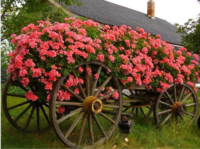 34 Inspiring Geranium Landscapes for a Flowering Garden