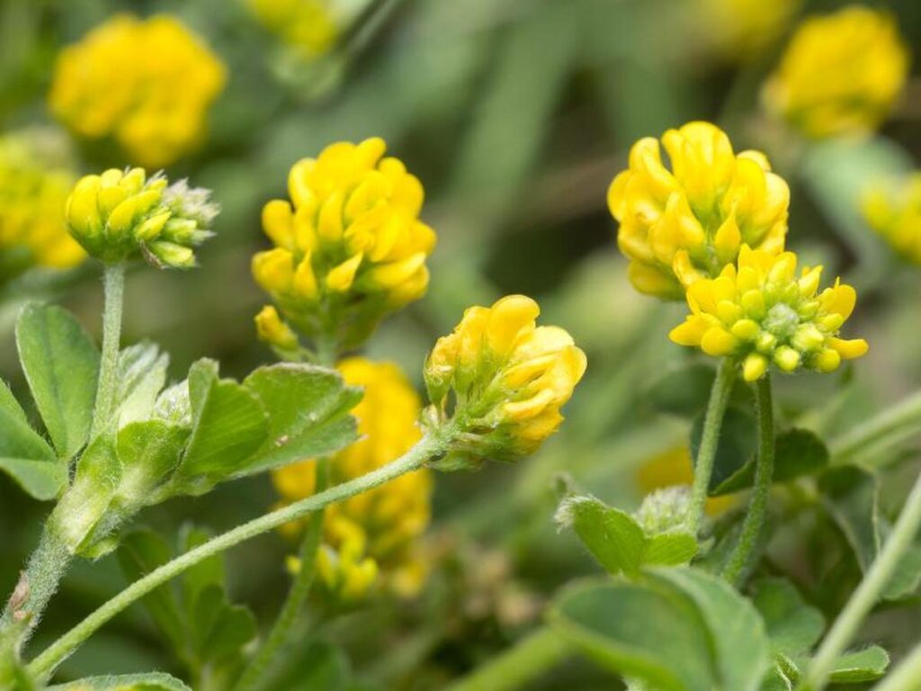 30 Yellow-Flowered Weeds and Control Guide