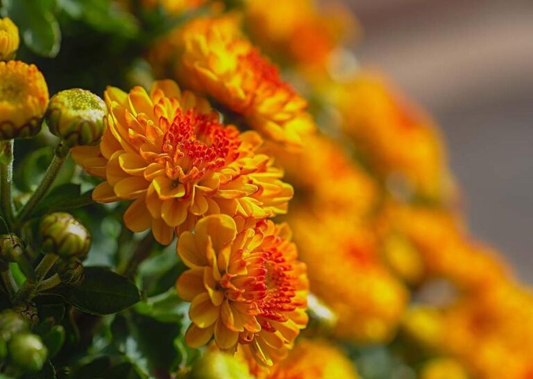 22 Amazing Orange Perennials for Your Garden