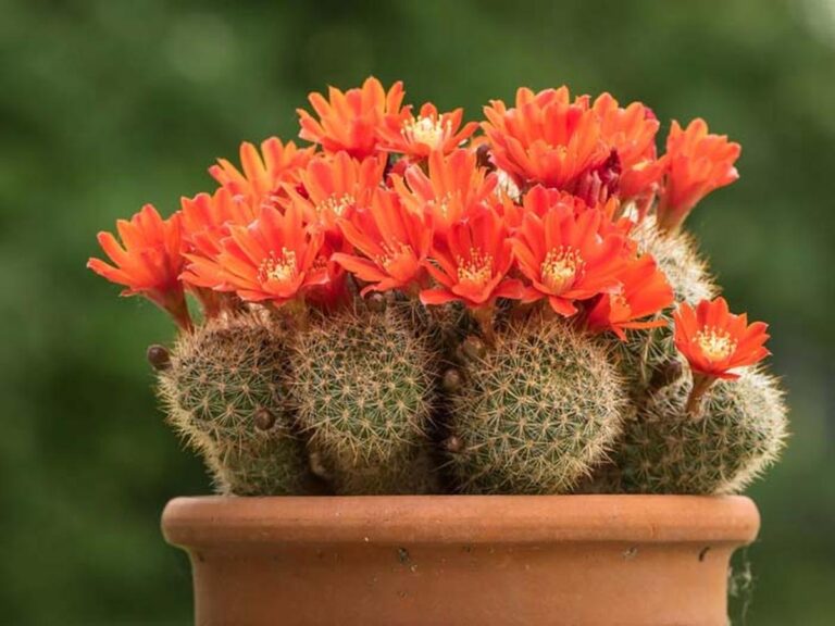 26 Best Flowering Cactus Plants for a Colorful Garden