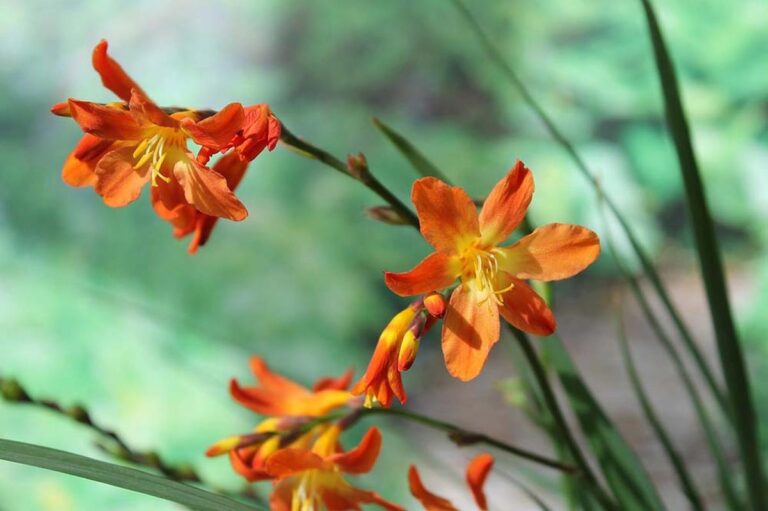 22 Amazing Orange Perennials for Your Garden