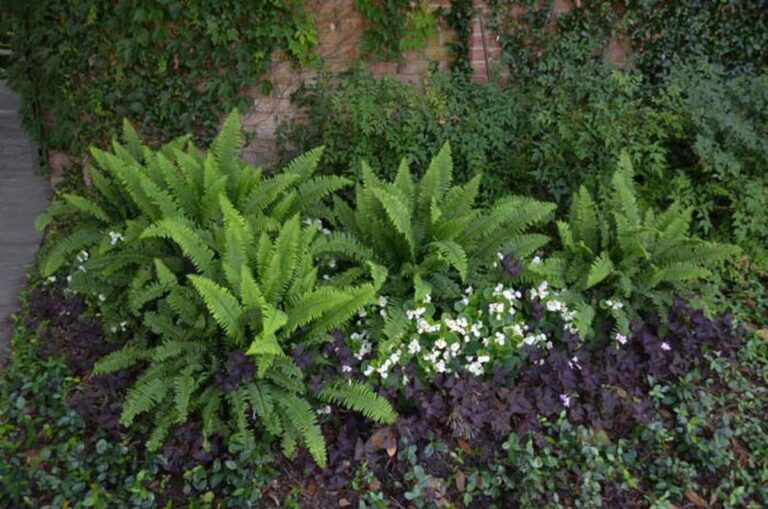 29 Beautiful Ground Covers That Thrive in Shade
