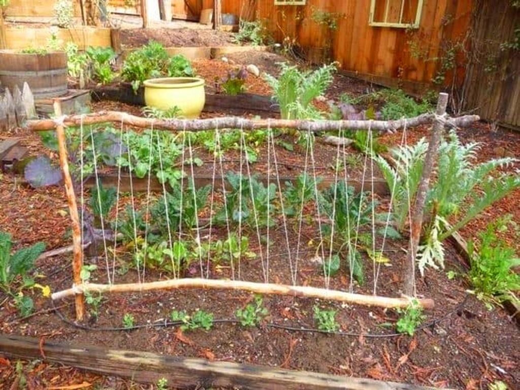 28 Easy DIY Pea Trellises for Better Harvests