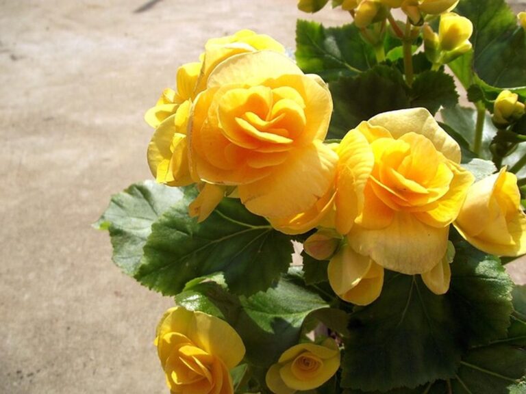 35 Lovely Yellow Flowers to Brighten Your Garden